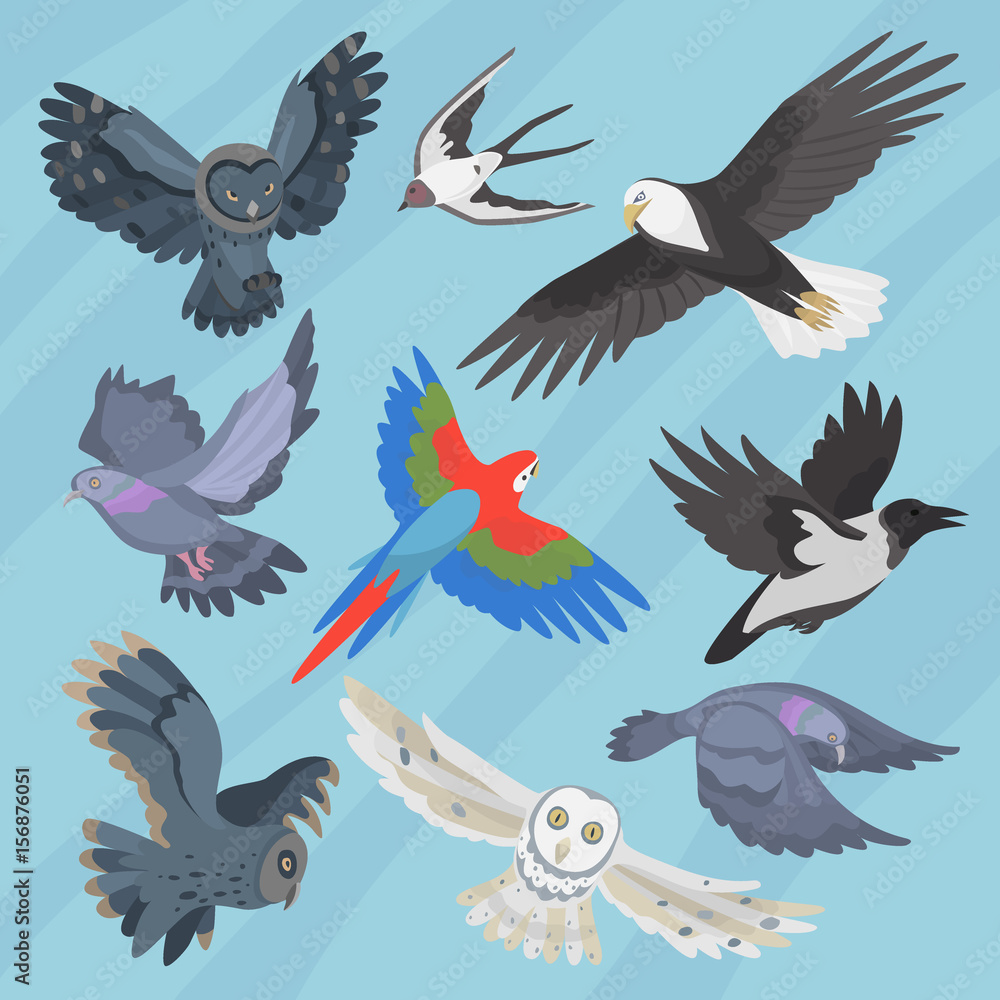 Different flying birds breed species race strain stock colorful owl ...
