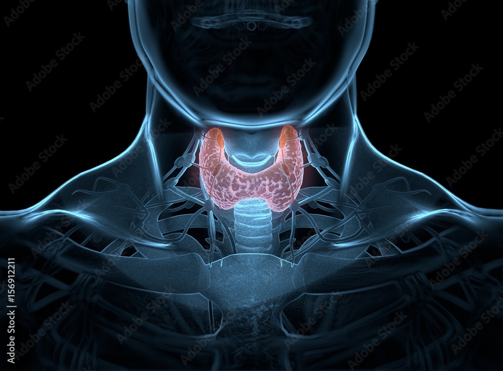 Thyroid gland inside human body. Glowing red. 3D illustration. Stock ...