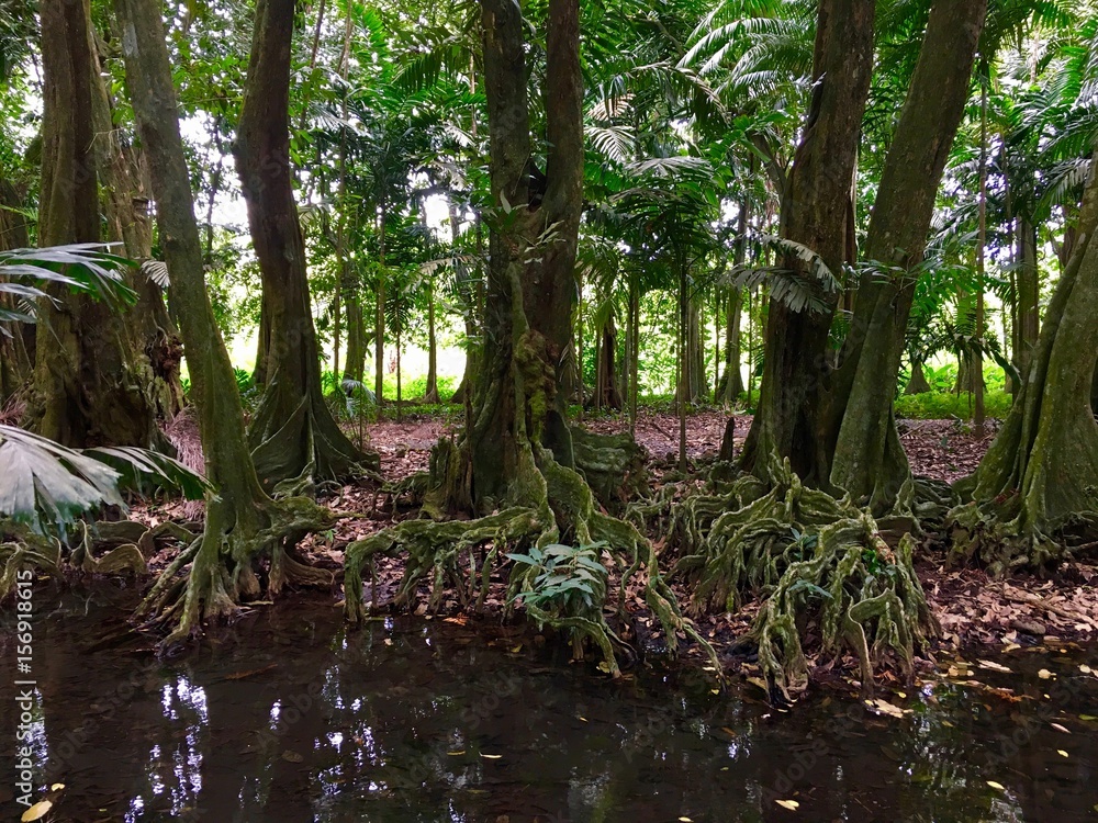 Typical tahitian trees in the Harrison Smith Botanical Garden, Tahiti ...
