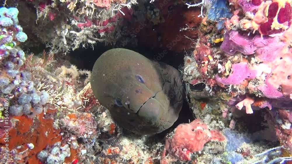 Giant Moray Eel on background of clean clear seabed underwater in ...