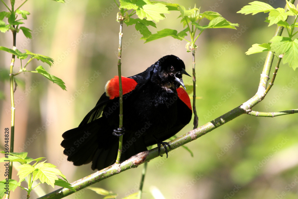Red-wing Blackbird male displaying in early spring Stock Photo | Adobe ...