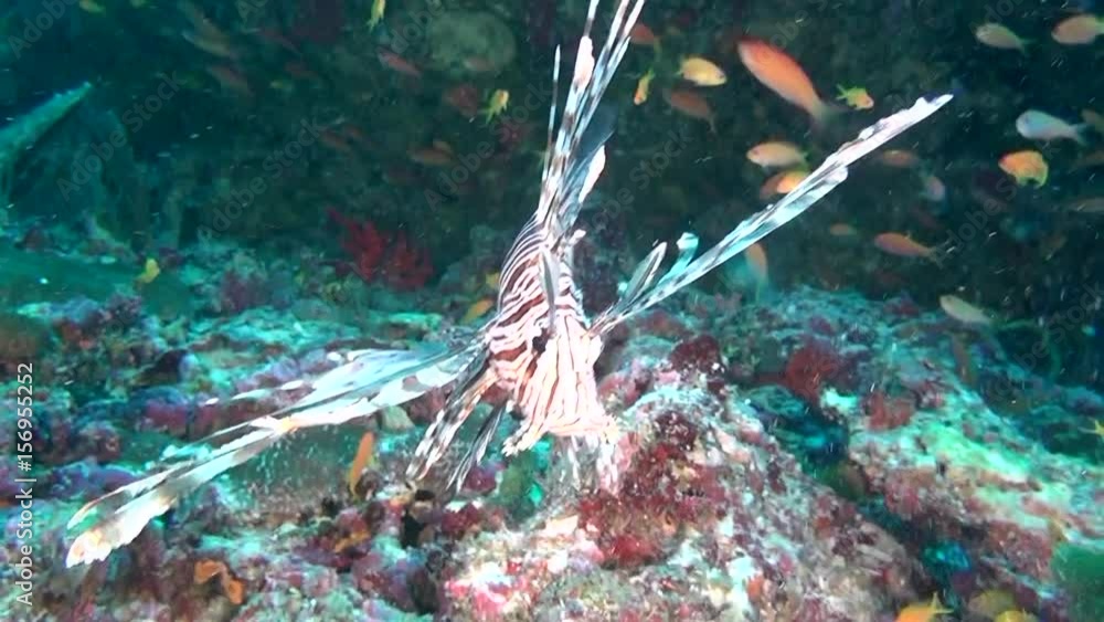 Lionfish scorpion fish on clean clear seabed underwater ocean in ...