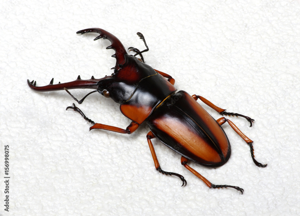 Stag beetle isolated on white Stock Photo | Adobe Stock