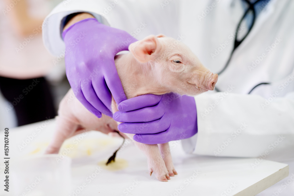 Pig examination at laboratory. Healthcare industry, veterinarian ...