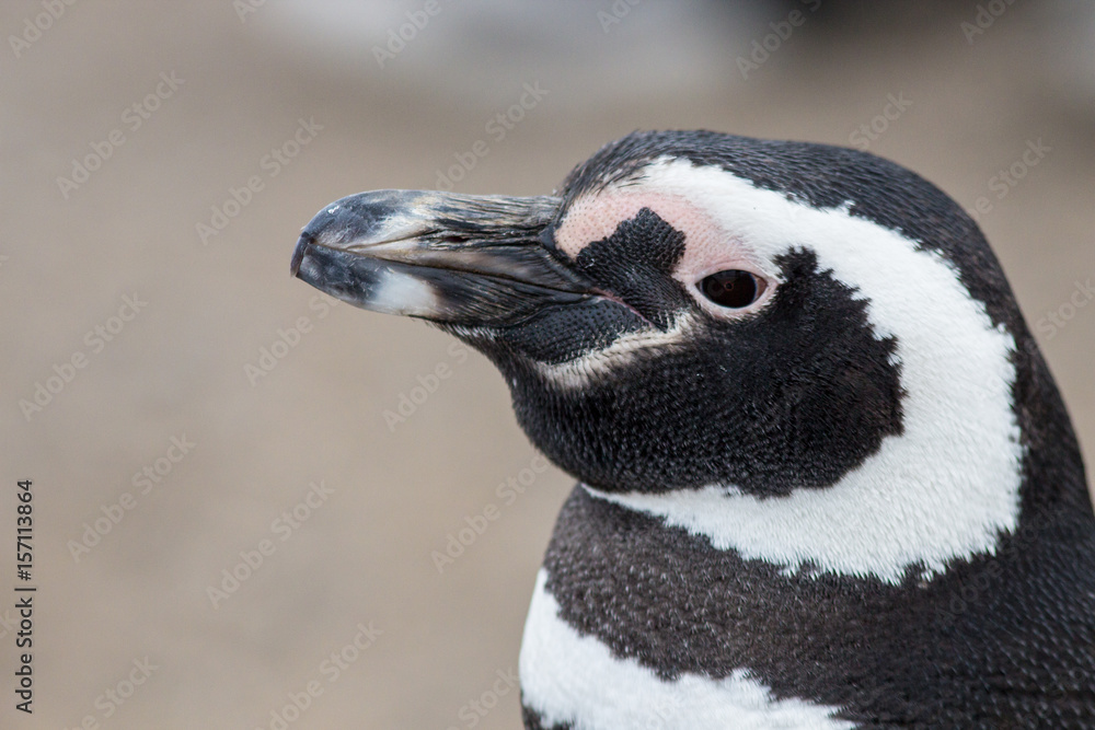 Penguin Headshot foto de Stock | Adobe Stock