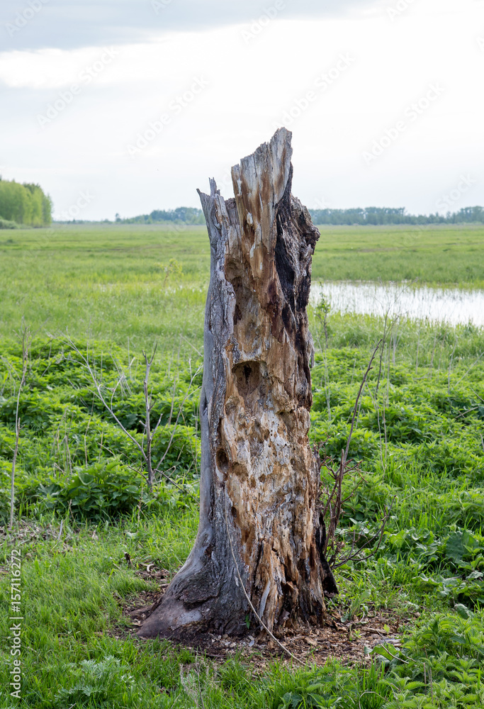 Broken Tree Stump