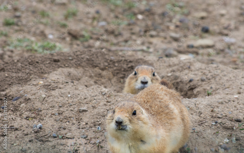 Two Black Tailed Prairie Dogs facing the camera with one in the burrow ...