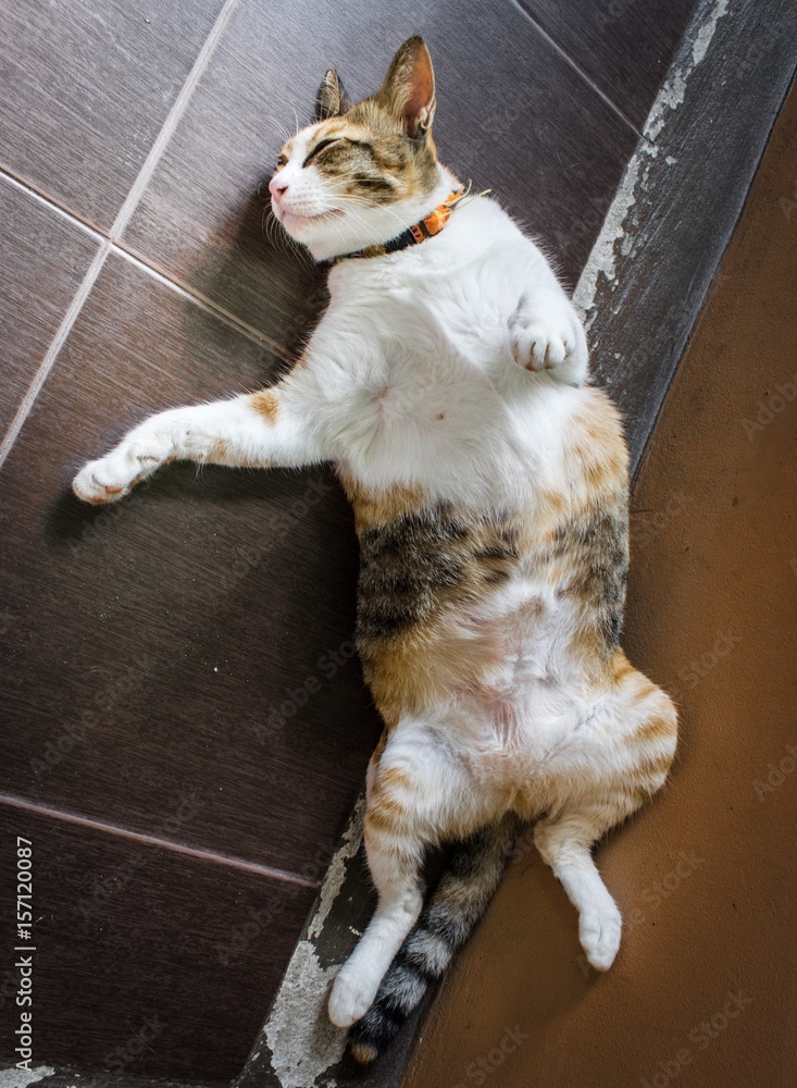 The fat Thai cat is lying in front of his house spread his arms spread ...