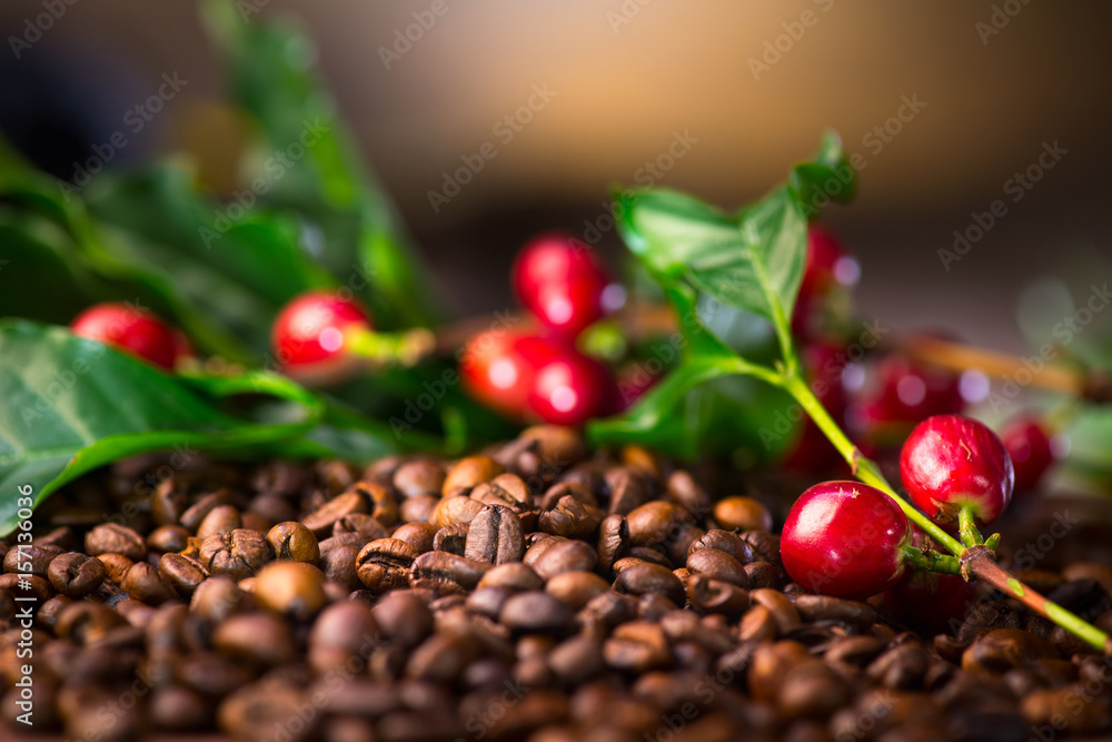 Coffee. Real coffee plant with red beans on roasted coffee beans ...