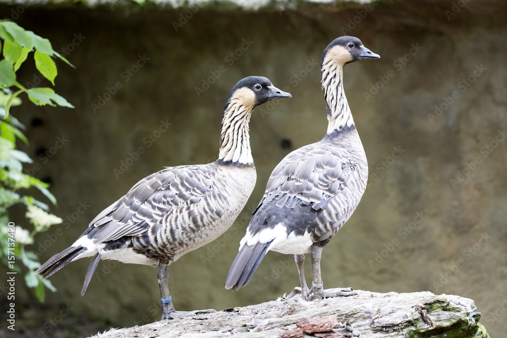 Hawaiian Goose, Branta sandvicensis, was extinct in nature Stock Photo ...