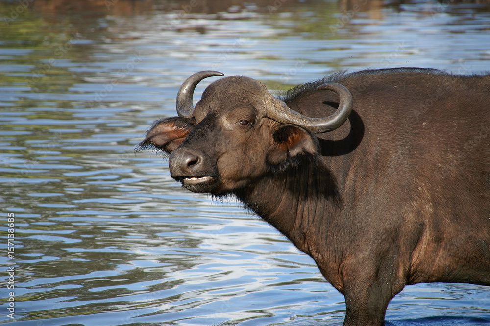 buffalo Stock Photo | Adobe Stock