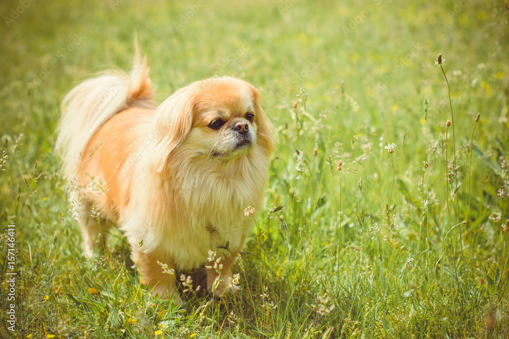Can A Japanese Chin And A Pekingese Be Friends