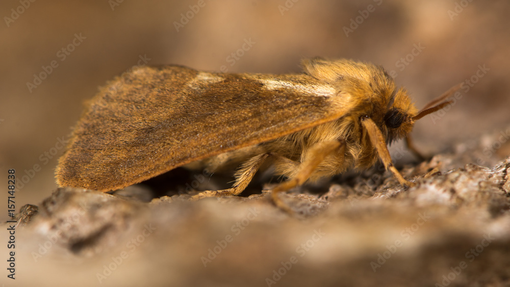 Common swift moth (Korscheltellus lupulina) female. A primitive moth in ...