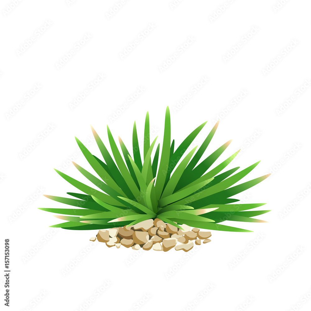 Vector Mini Mondo Grass, with small stone, front view design background ...