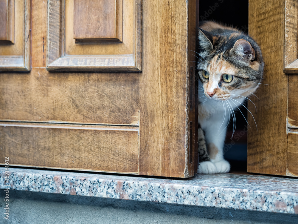 Wary cat at door. Note candid shot, narrow depth of field, focus on eye ...