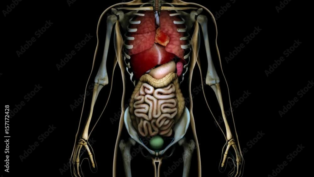 Healthy Internal Organs in a Transparent Human Body Anatomical 3D ...