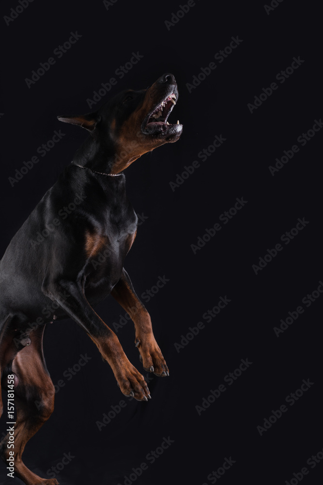 Doberman Dog Attacks
