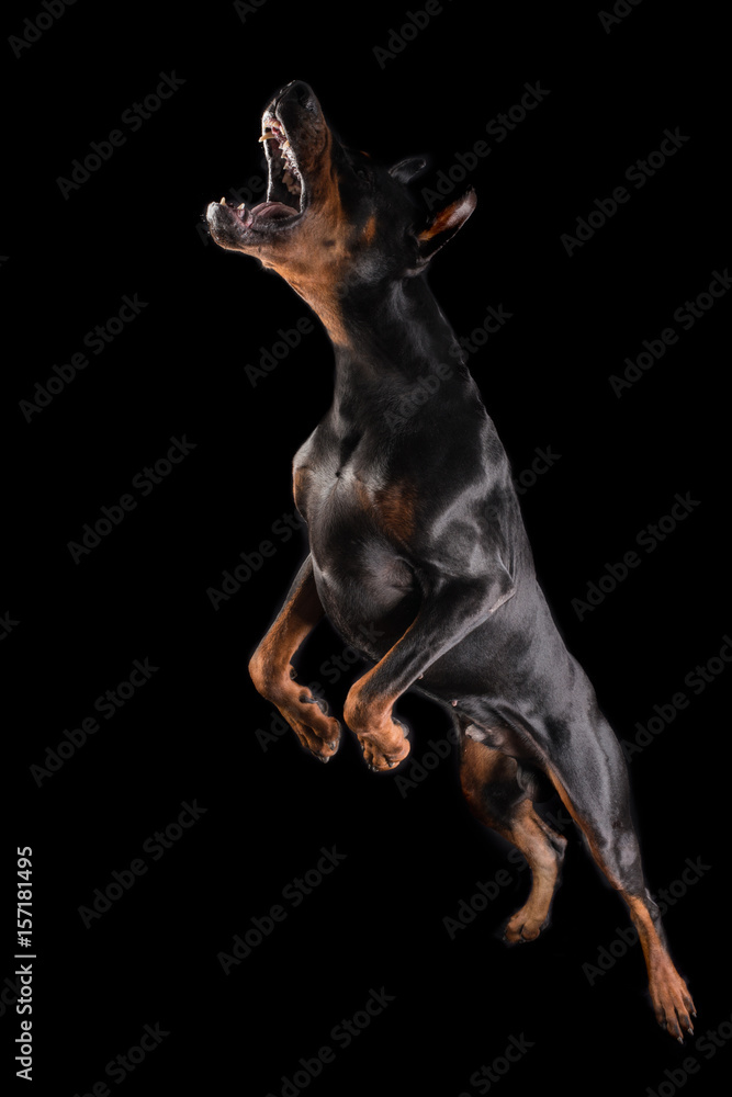 Doberman Pinscher Growling