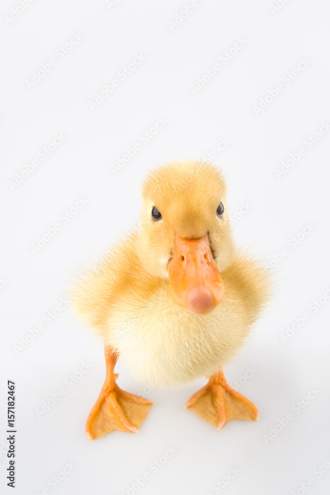 Angry Duckling
