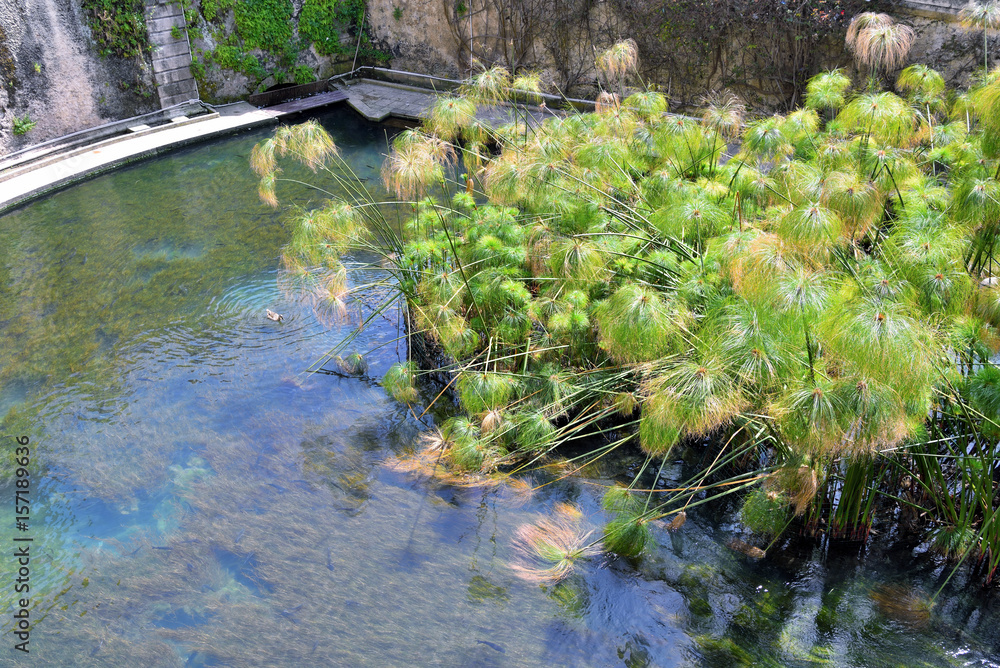 Fonte Aretusa is a waterfall on the island of Ortigia, in the oldest ...