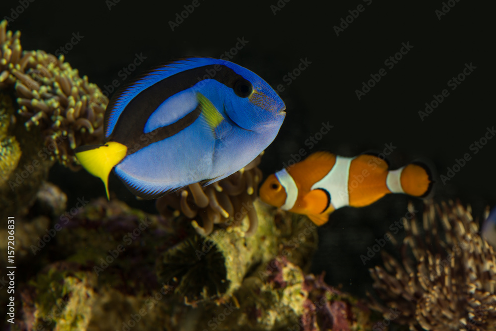Hepatus paracanthurus dory fish with clown fish in red sea reef marine ...