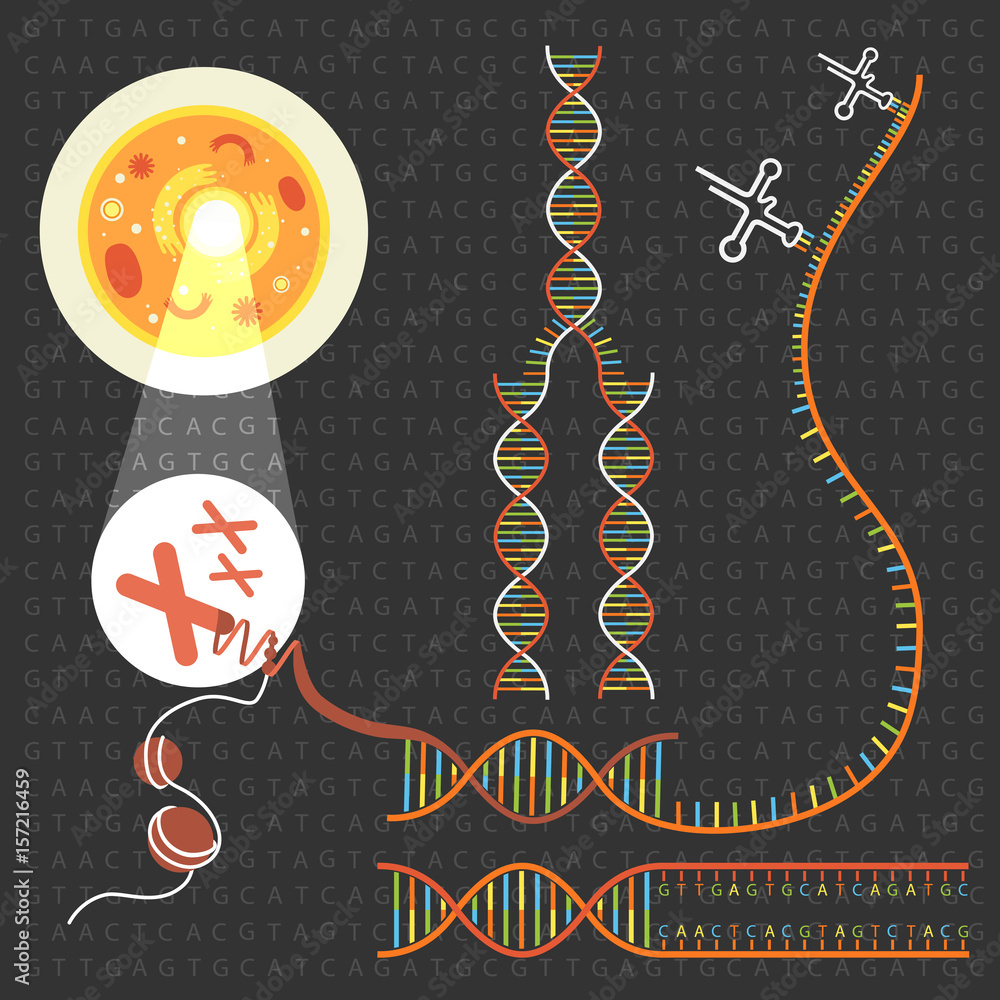 Genetics DNA structure Stock Vector | Adobe Stock