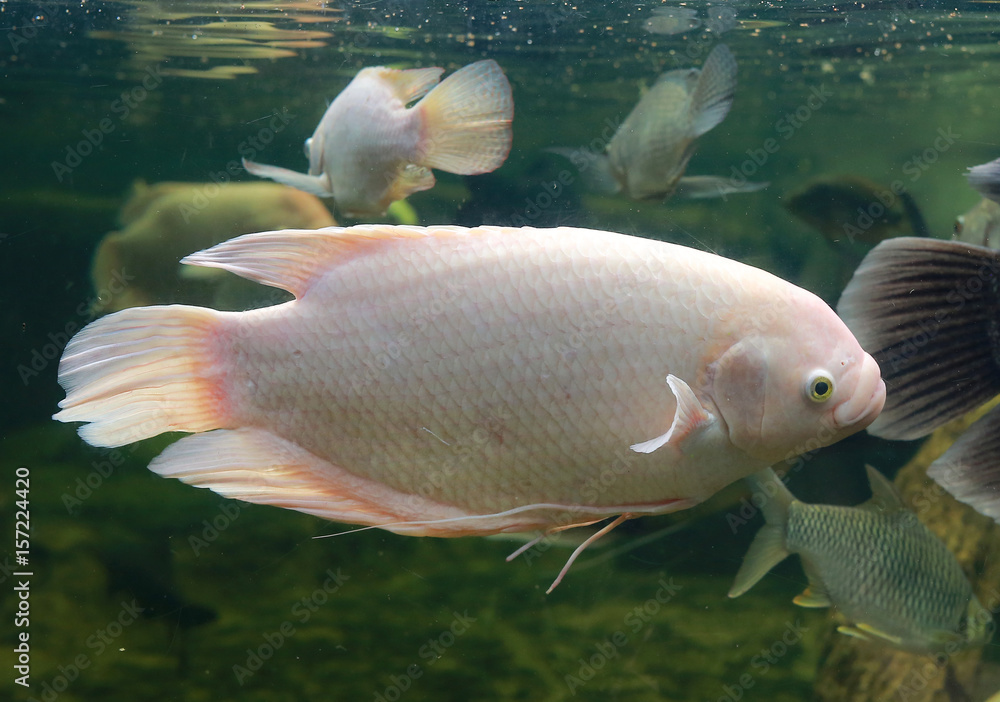Giant Gourami In Pond