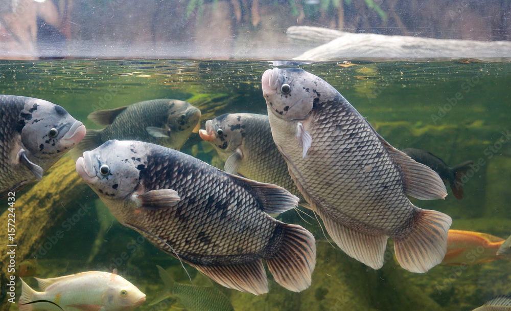 Giant gourami fish (Osphronemus goramy) swimming in a pond. Stock Photo ...