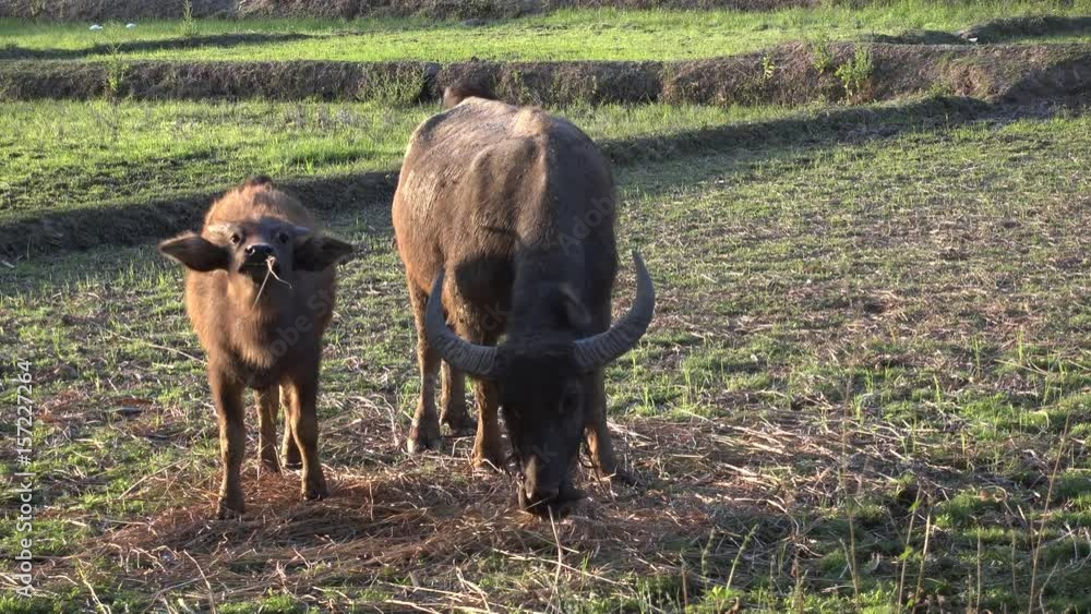 Mother and baby Water Buffalo chew straw In the field. Stock Video ...
