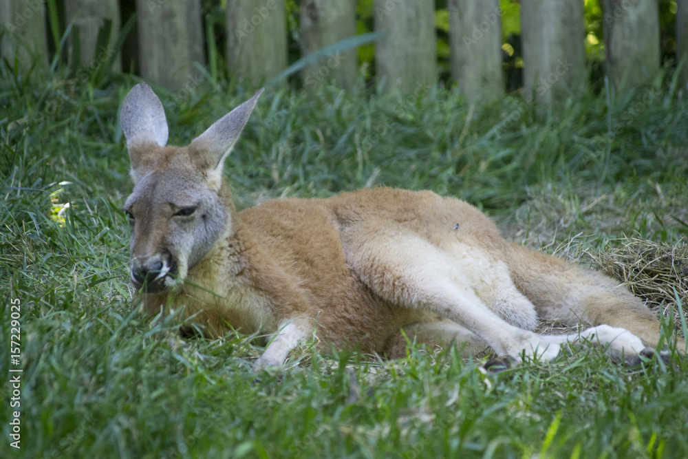 Sad Kangaroo