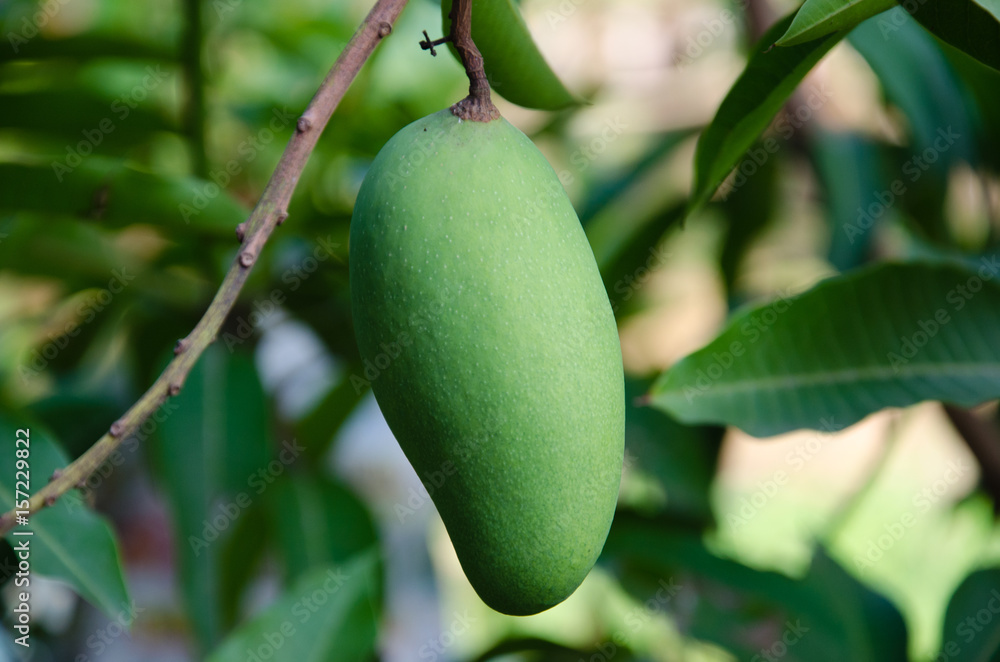 Poster mango – Wall Art | UkPosters