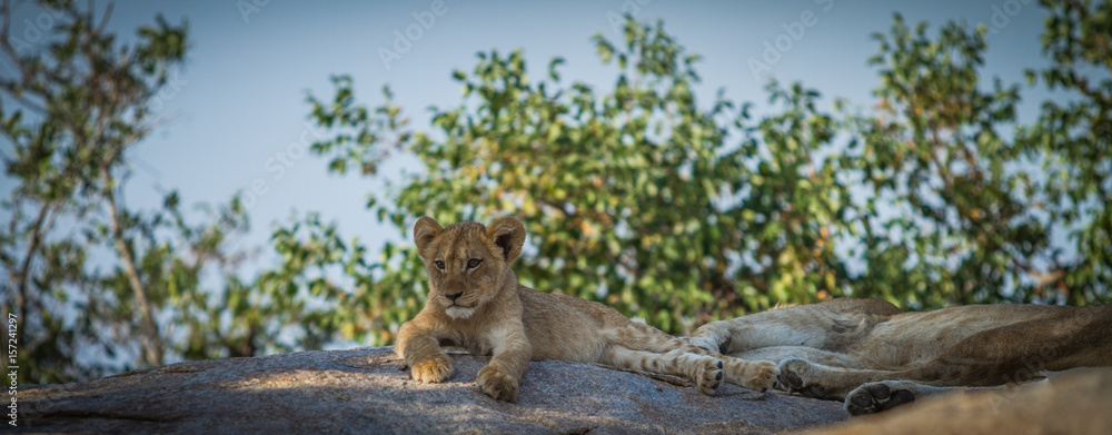 Poster Lion Cub – Wall Art | UkPosters