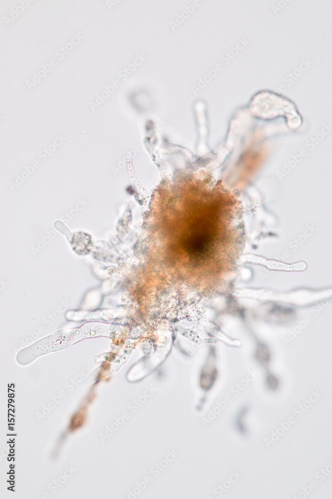 Amoebae move and feed by using pseudopods, which are bulges of ...