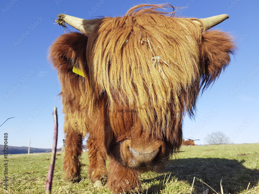 Highland cettle calf looks into camera Stock Photo | Adobe Stock