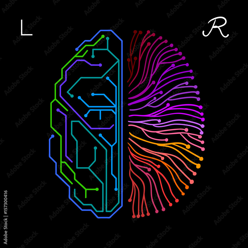 Linke und rechte Hemisphäre im Gehirn vector de Stock | Adobe Stock