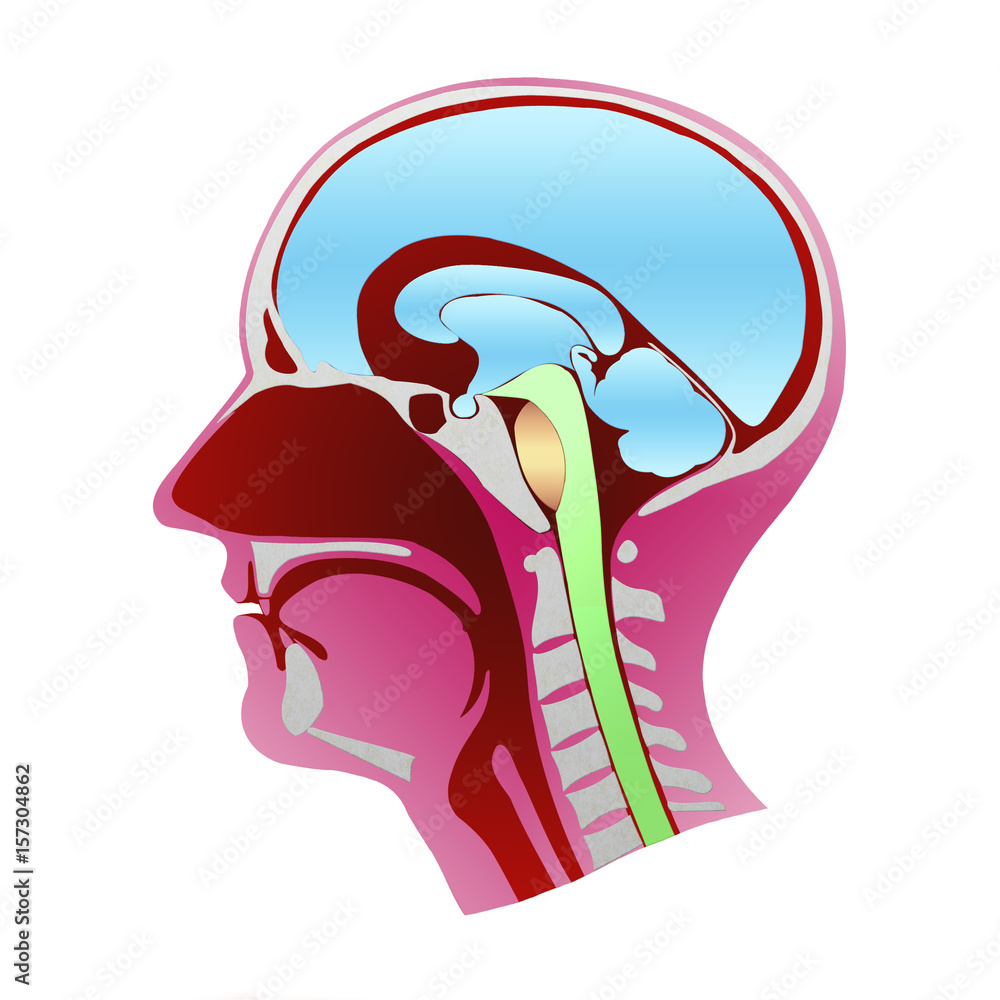 Dissection of the human head profile with all the elements that compose ...