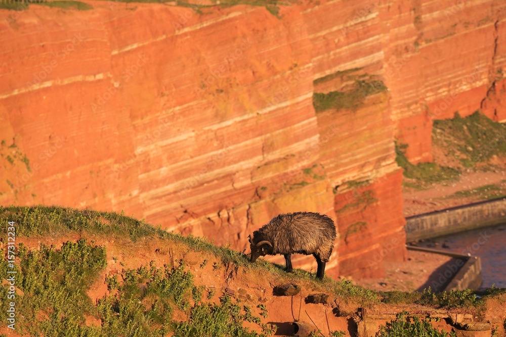 Black sheep of primitive breed grazing on high cliff of Helgoland ...