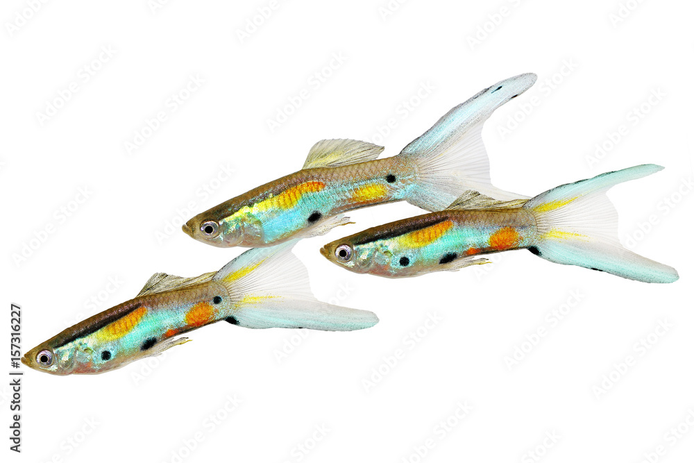 Swarm of Neon Endler Guppy Double Swordtail Male Guppies Poecilia ...