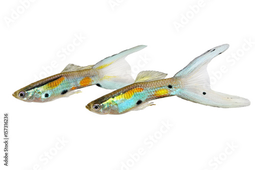 Swarm of Neon Endler Guppy Double Swordtail Male Guppies Poecilia ...