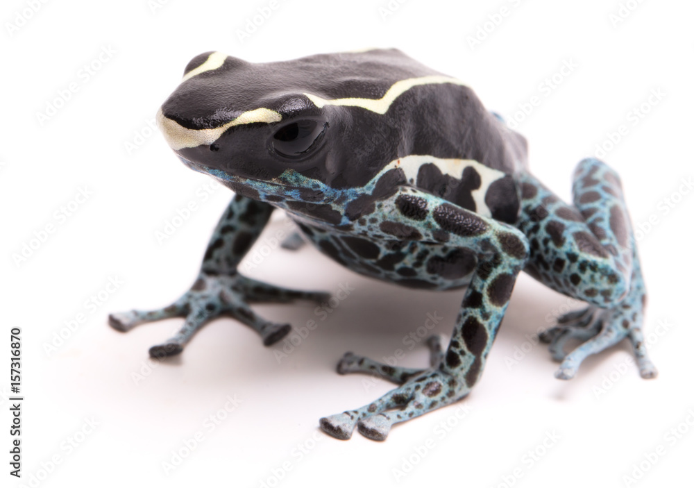 Ilustração do Stock: Deying poison dart frog, Dendrobates tinctorius ...