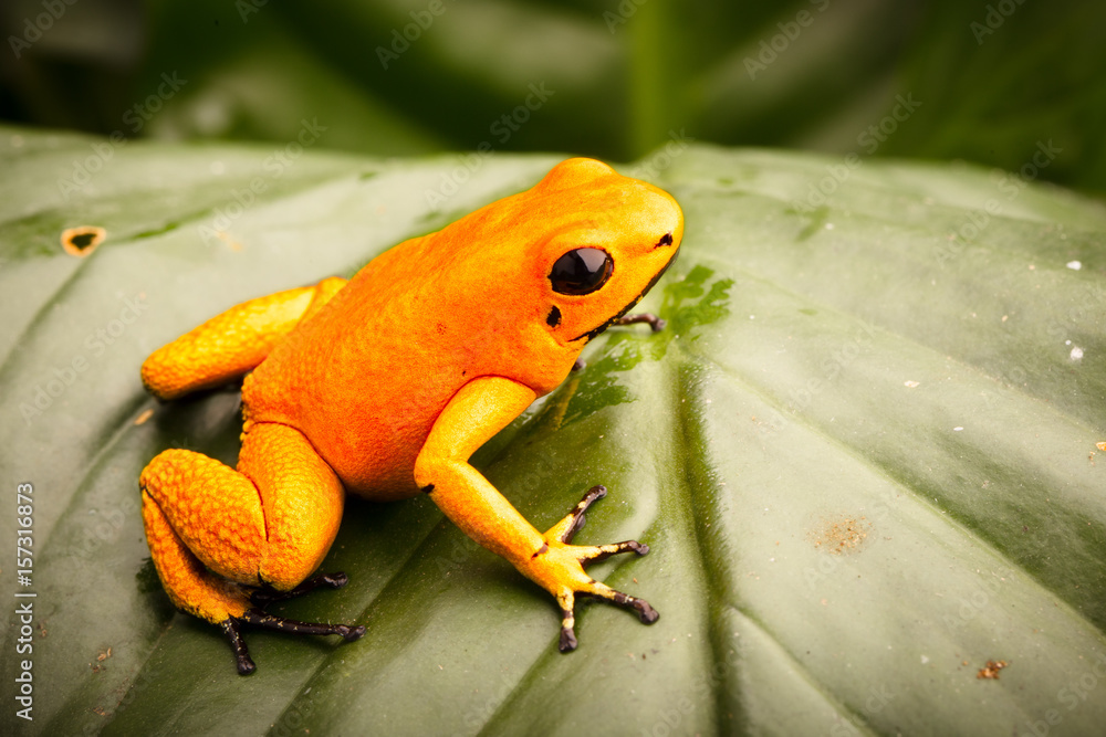 poison dart frog, Phyllobates terribilis orange. Most poisonous animal ...