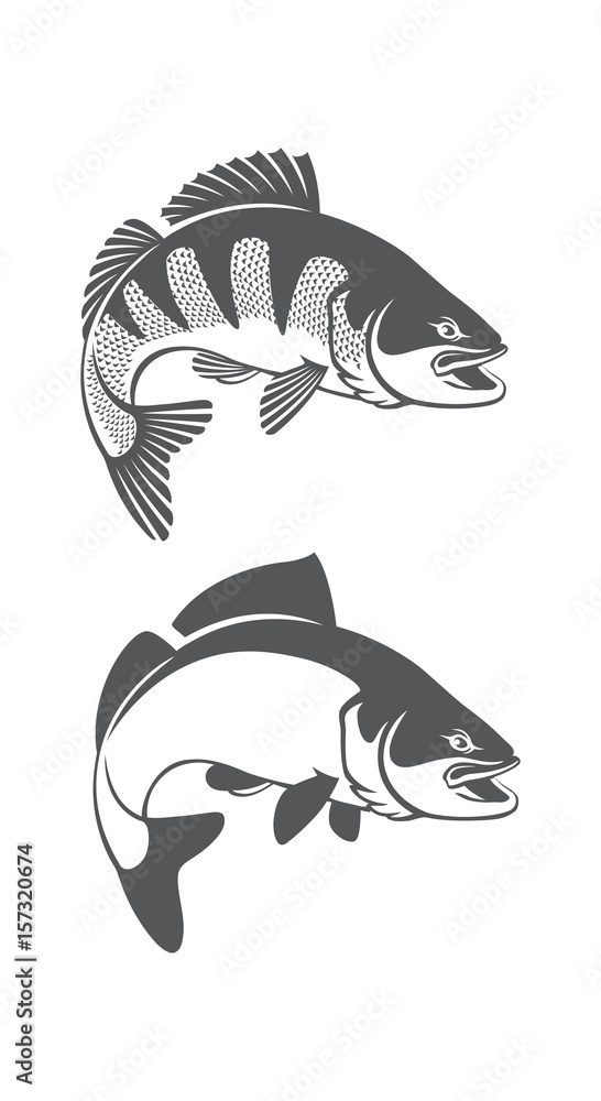 zander fish Stock Vector | Adobe Stock