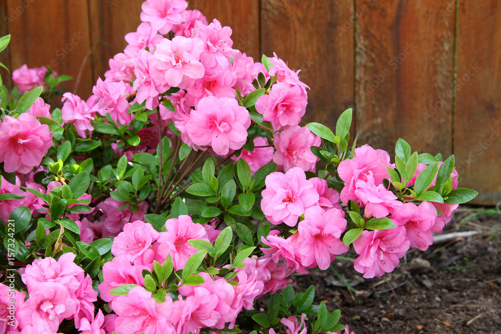 Azalea, flowering shrubs member of the genus Rhododendron Stock Photo ...