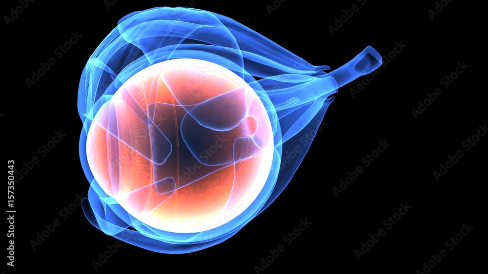 3d illustration of the human eye anatomy Stock Illustration | Adobe Stock