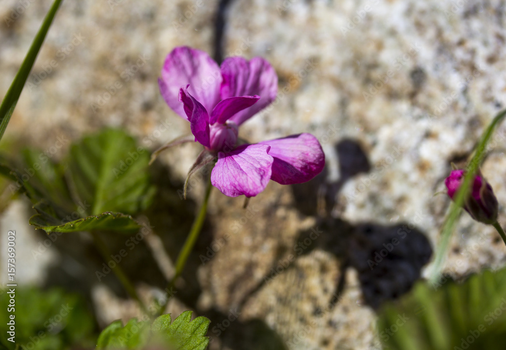 Rubus arcticus berries in Ural Mountains Stock Photo | Adobe Stock