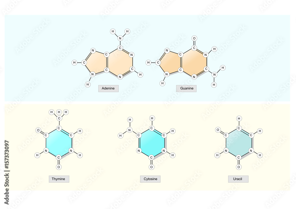 Guanine Structure