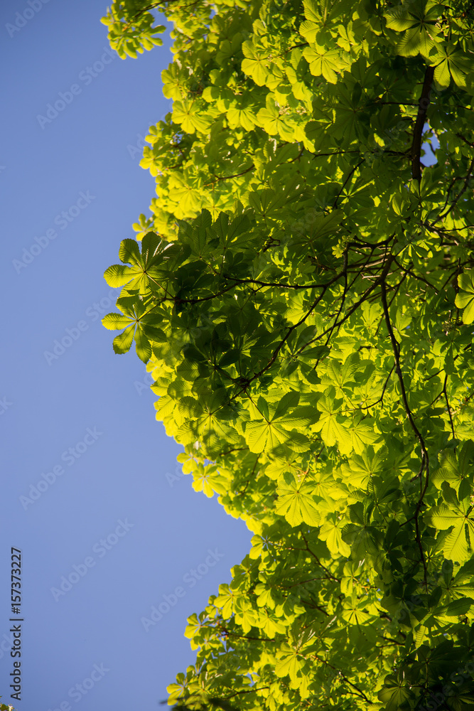 Vertical background green tree crown Stock Photo | Adobe Stock