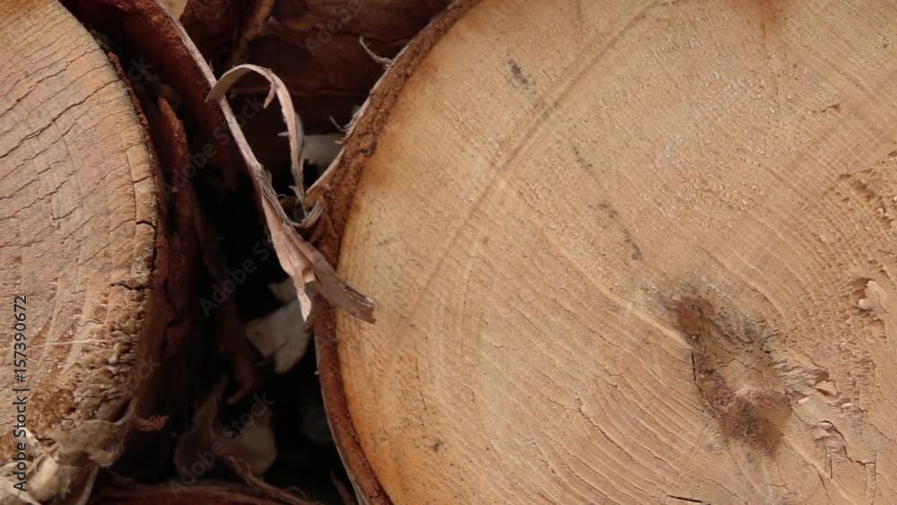 MACRO, CLOSE UP: Cross section of freshly cut birch tree trunk stacked ...