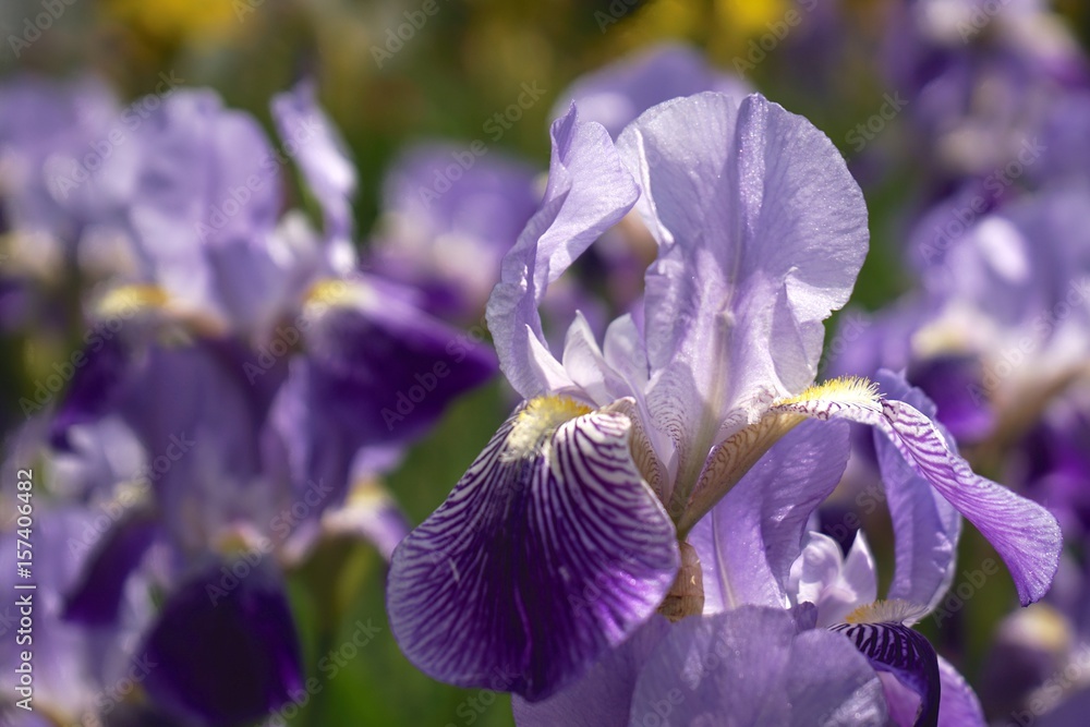 Historische Iris 'Neglecta' Stock-Foto | Adobe Stock