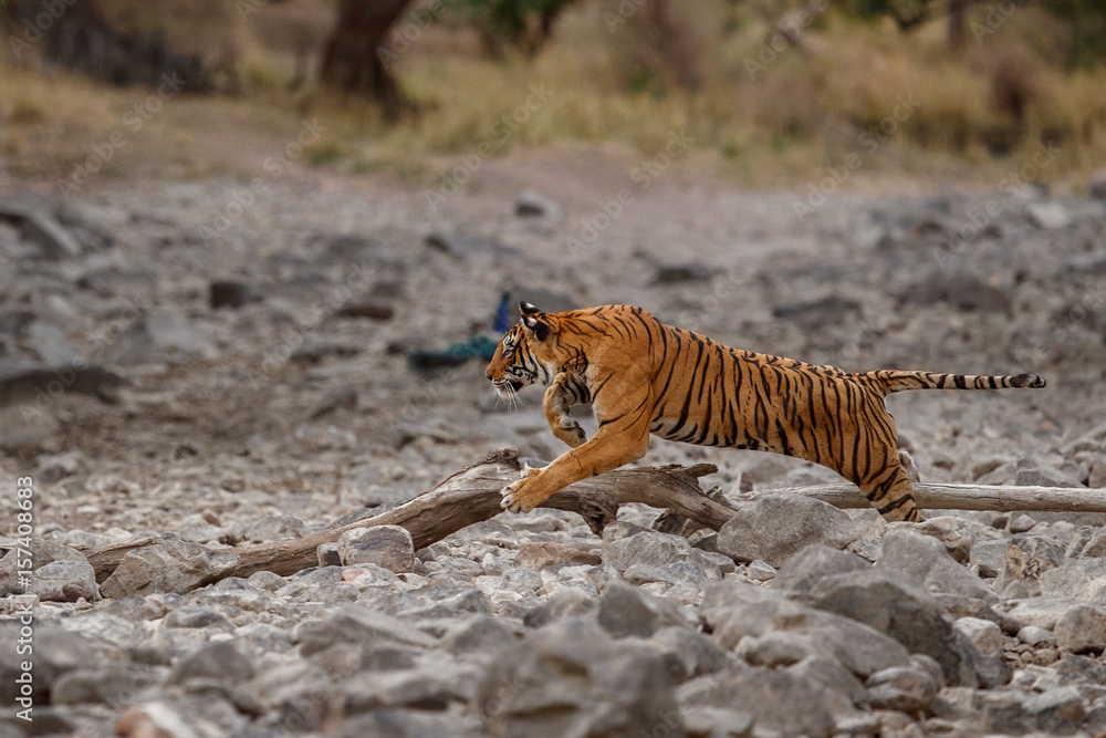 Bengal Tiger Poaching